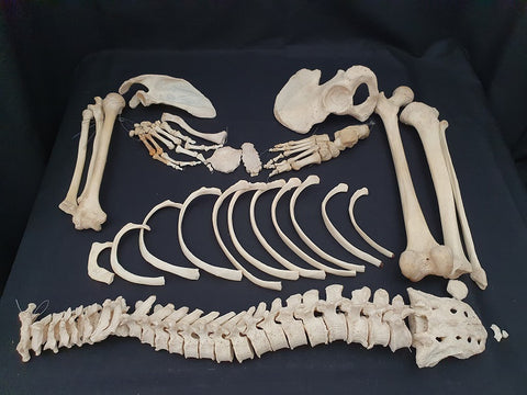 Human bones, skeletons and skulls – The Cabinet of Curiosities