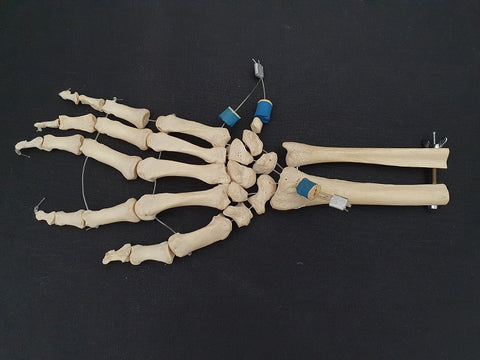 Real Human Skeleton Model