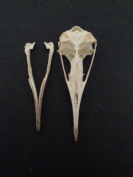 Manx shearwater skull (Puffinus puffinus) – The Cabinet of Curiosities