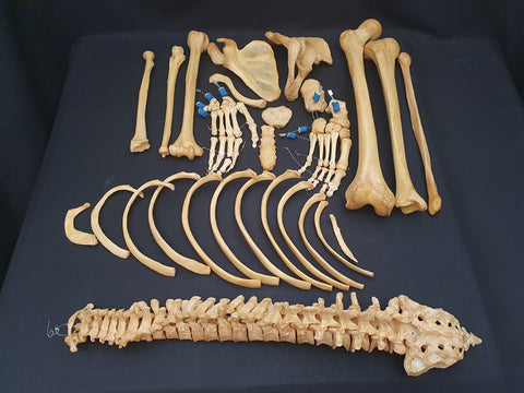 Human bones, skeletons and skulls – The Cabinet of Curiosities